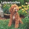 LABRADOODLES 2025 12 X 24 INCH MONTHLY SQUARE WALL CALENDAR PLASTIC ...