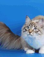 CAT ON AN BLUE BACKGROUND, JUMBO OVERSIZED: BLANK 150 PAGE LINED ...