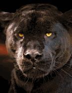 GIGANTIC SKETCHBOOK: BIG DRAWING BOOK WITH SIX HUNDRED WHITE BLANK ...