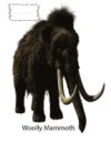 WOOLLY MAMMOTH DINOSAUR WIDE-RULED LINED COMPOSITION BOOK: AWESOME FOR ...