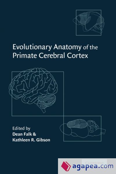 EVOLUTIONARY ANATOMY OF THE PRIMATE CEREBRAL CORTEX - DEAN FALK,KATHLEEN R. GIBSON,KATHLEEN ...
